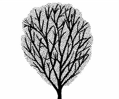 Malus MM111 - Dwarfing Apple Rootstock