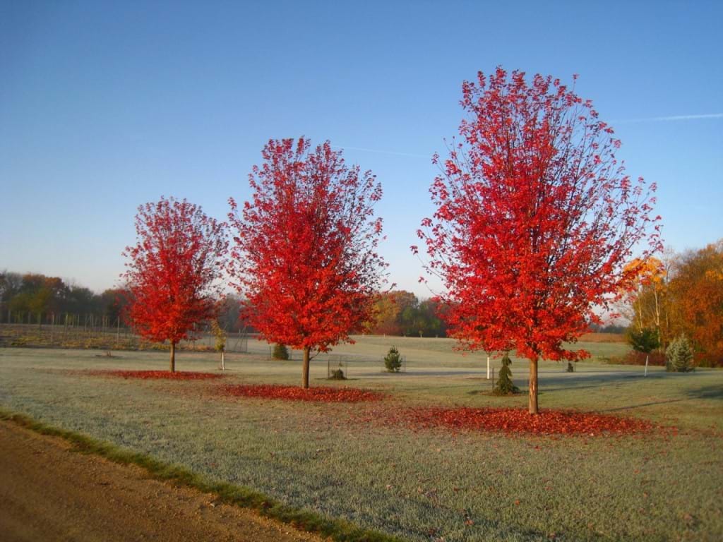 Acer freemanii 'Jeffersred'