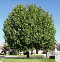 Fraxinus oxycarpa ~ Desert ash