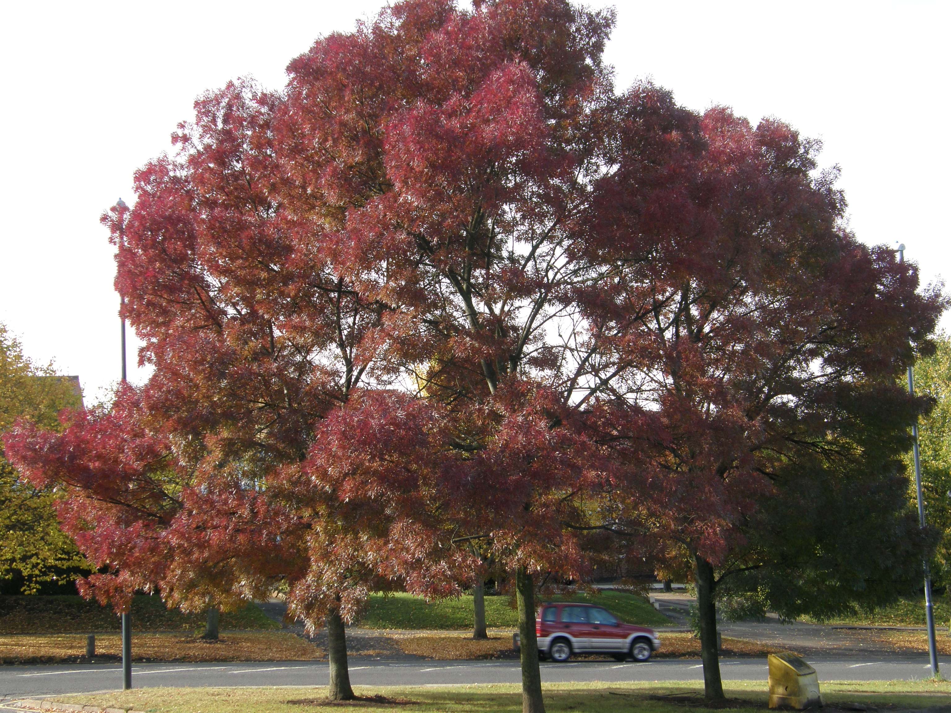 Fraxinus angustifolia 'Raywoodii' ~ Claret ash