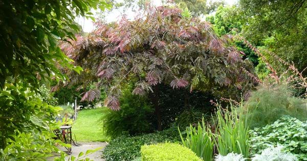 Gleditsia tricanthos 'rubylace' ~ Ruby honey locust