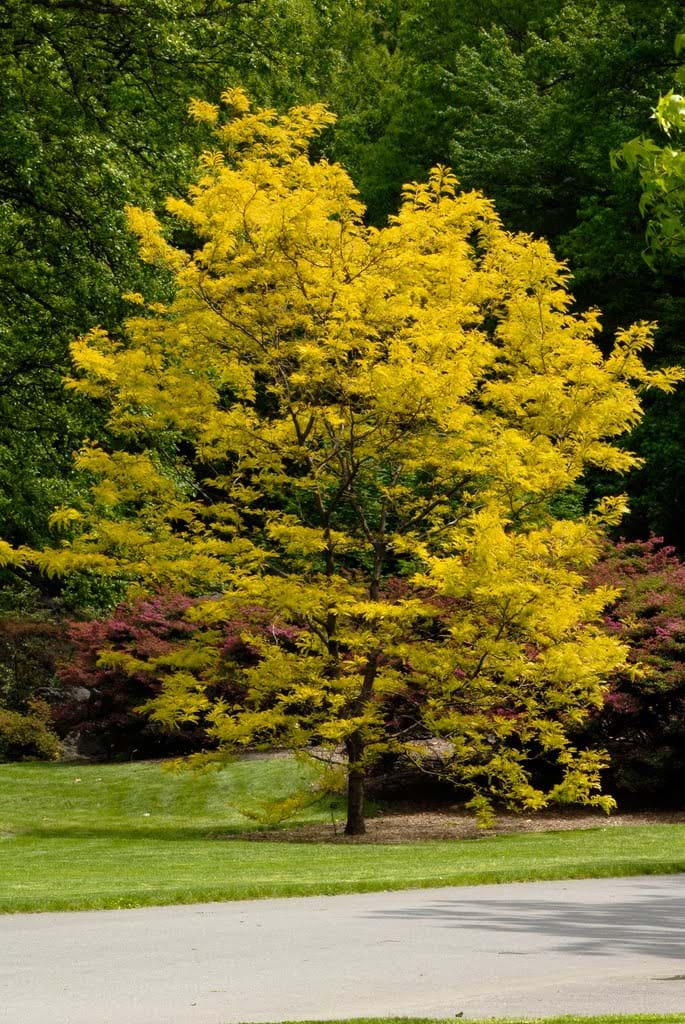 Gleditsia tricanthos 'sunburst' ~ Golden honey locust