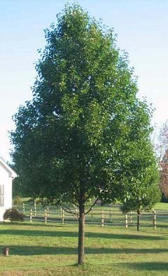 Pyrus calleryana 'Cleveland Select' ~ Flowering pear