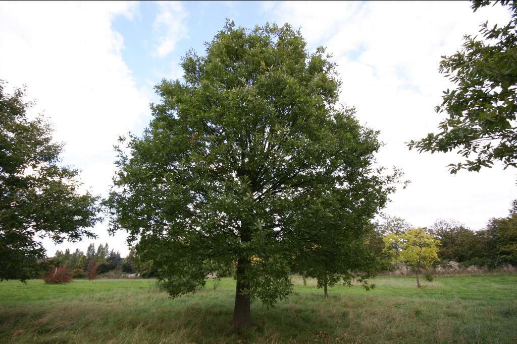 Quercus castaneifolia ~ Chestnut oak