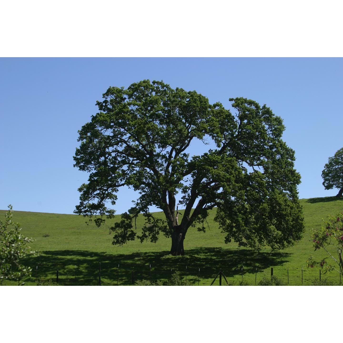 Quercus lobata ~ Californian white oak