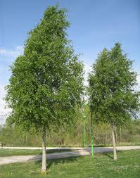 Populus 'Simonii' ~ Upright simon poplar