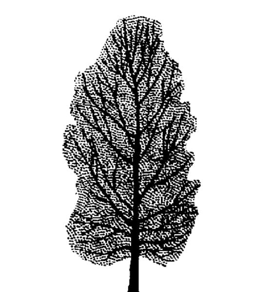 Populus 'Simonii' ~ Upright simon poplar