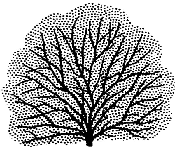 Prunus Stallion - Cherry Rootstock